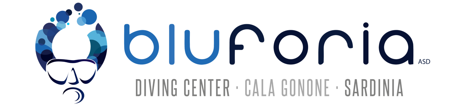About Us | Bluforia